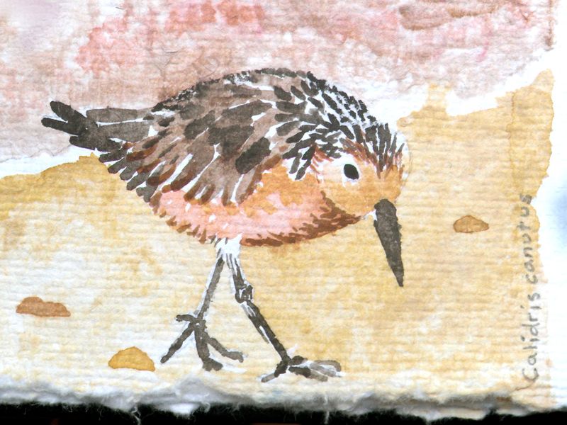 art in red wagons: red knot bird
