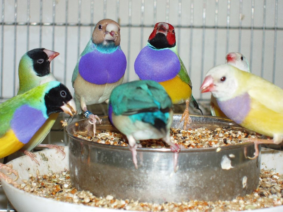 gouldians bred in a natural manner - גולדנים בשיטה הטבעית