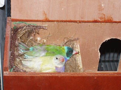 gouldians bred in a natural manner - גולדנים בשיטה הטבעית: our breeding ...