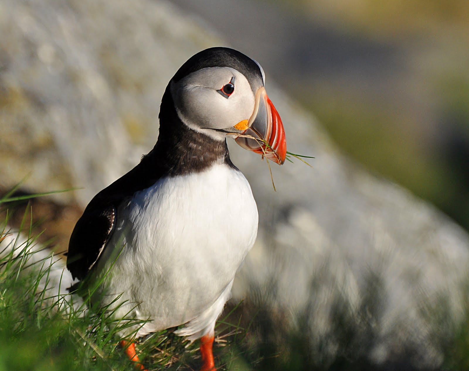 FOTOGIGEN.: Lundefugl.
