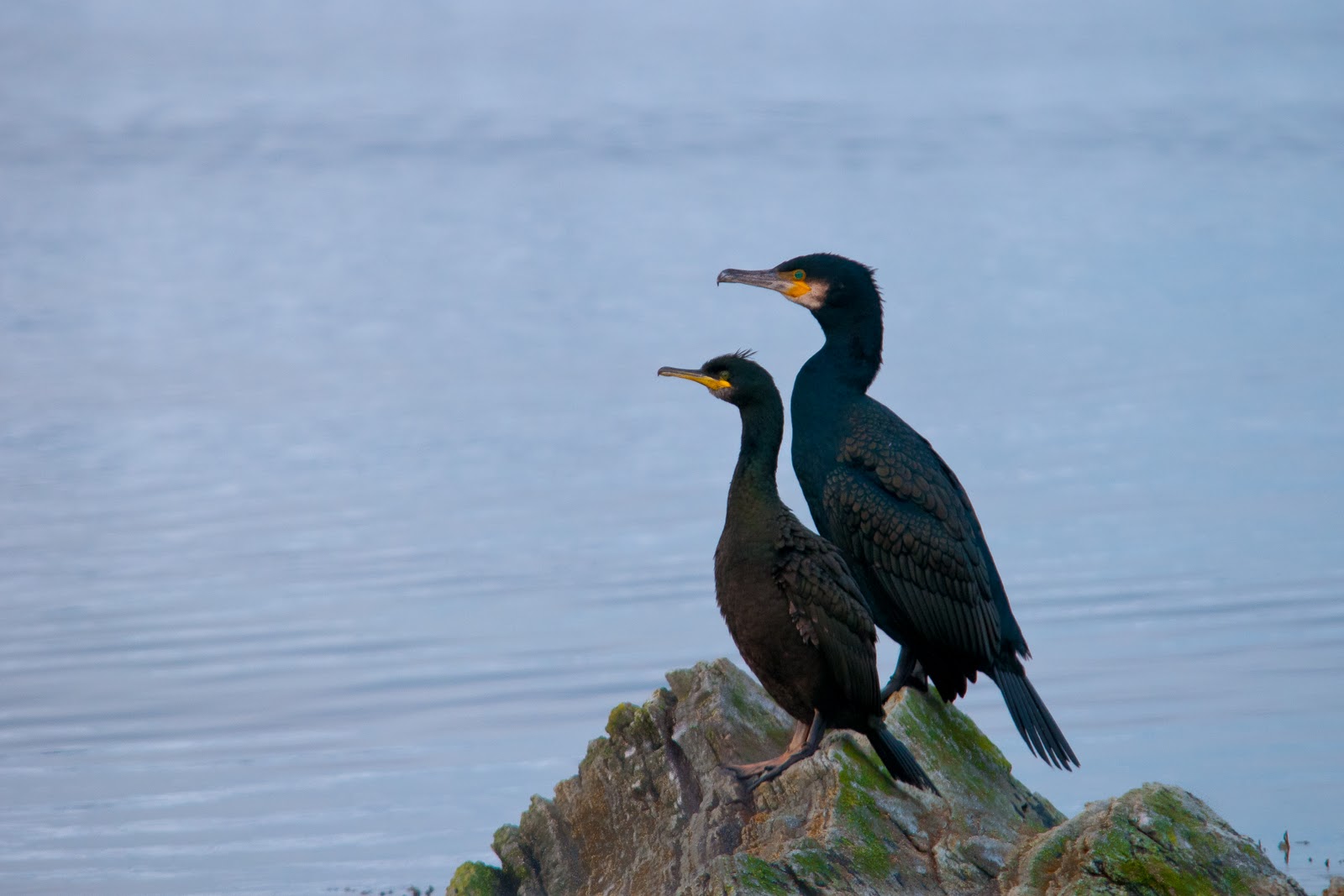 FOTOGIGEN.: Skarver.