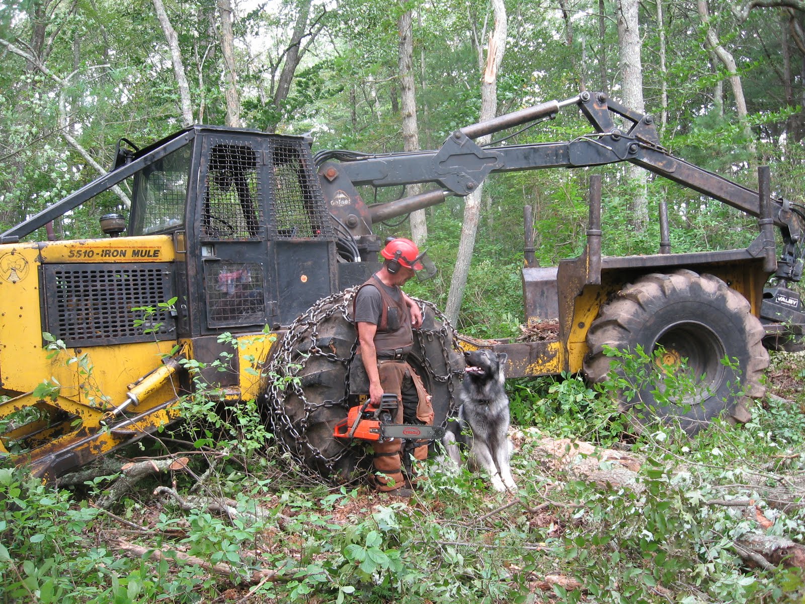 Timber - 1 to 2 years old: Timber - Logging Dog