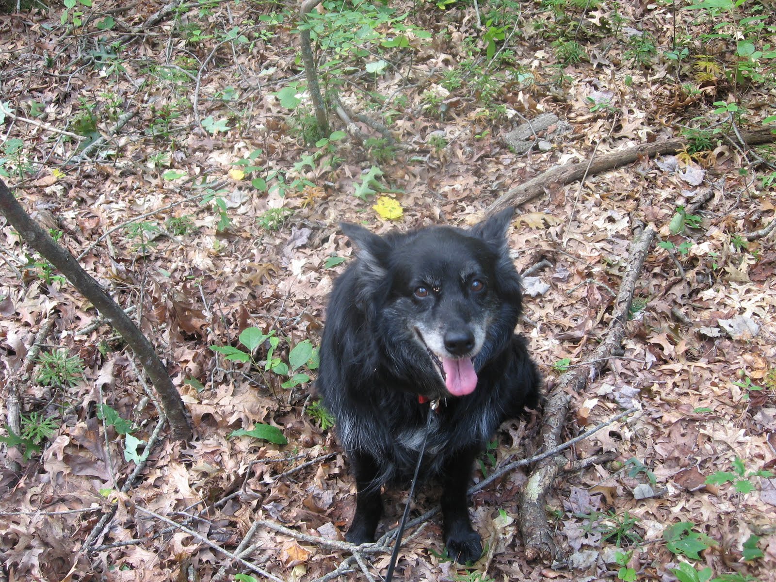 Timber - 1 to 2 years old: Timber - Logging Dog
