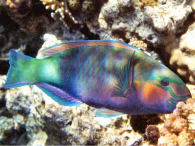 Parrotfish | Natural Beauty