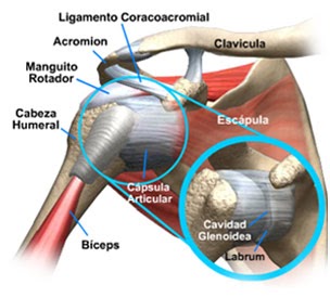 Conociendo nuestras articulaciones: Articulación escapulohumeral