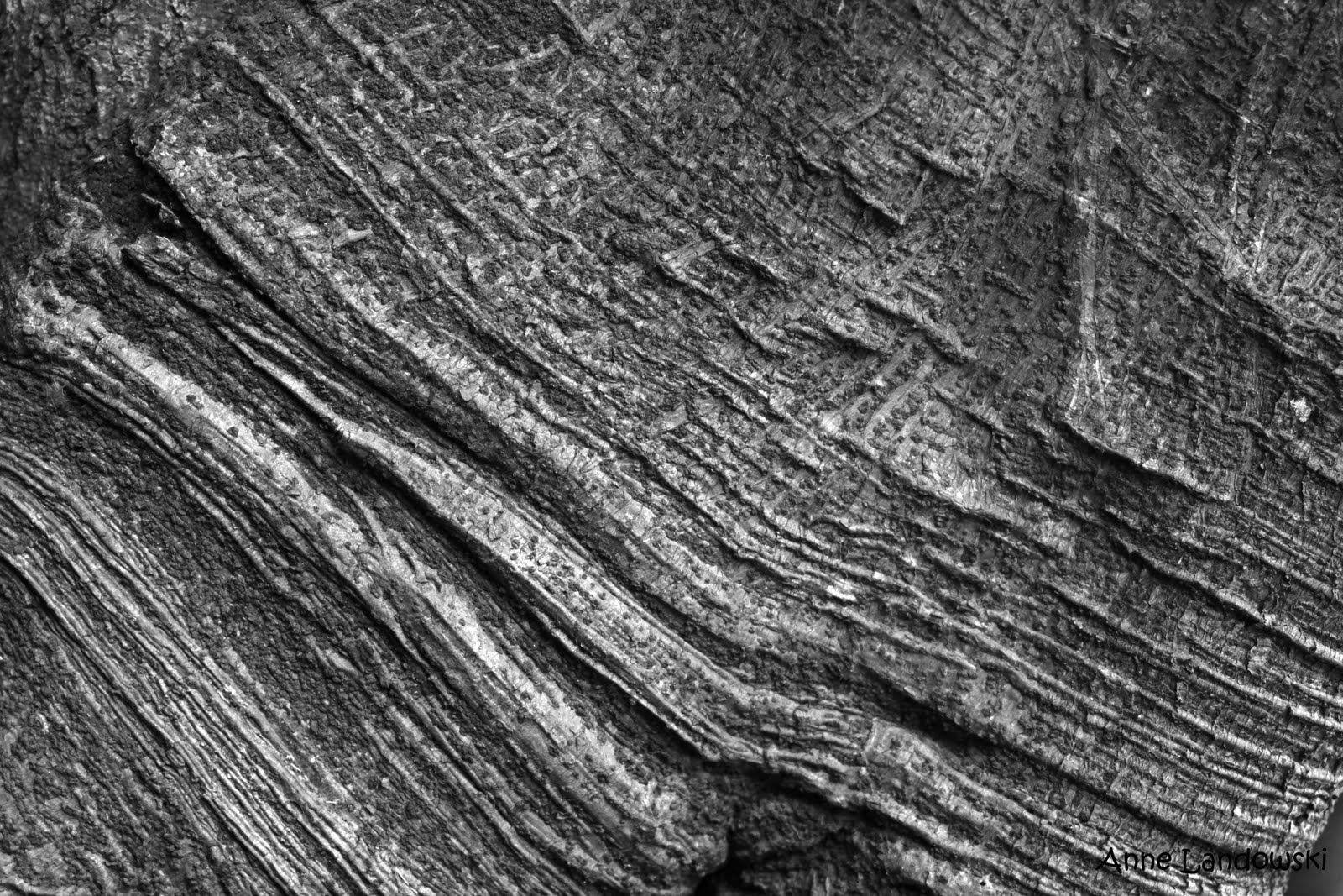 Anne Landowski Photographer: Brincando com as texturas