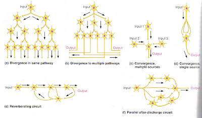 Pirates & Revolutionaries: Synaptic Circuits in Marieb & Hoehn, Human ...