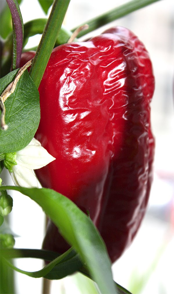 Svante's paprikaplanta