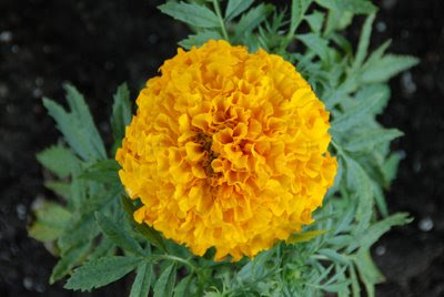 Why Oh Why?: Pom Pom Marigold
