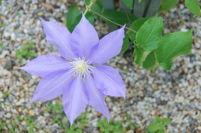 Why Oh Why?: Clitoris Chlamydia Clematis: H.F. Young