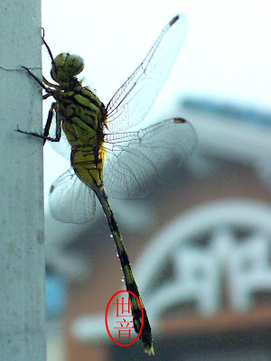 dream realm: Ang Ma-Stranded Kasama Ng Isang Tutubi
