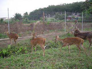TERNAKAN RUSA, KAMBING, LEMBU, AYAM KAMPUNG, ITIK, ANGSA: Pengenalan ...