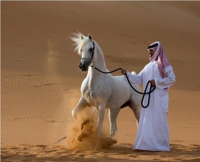 bukan doktor veterinar: Kuda baka Arab