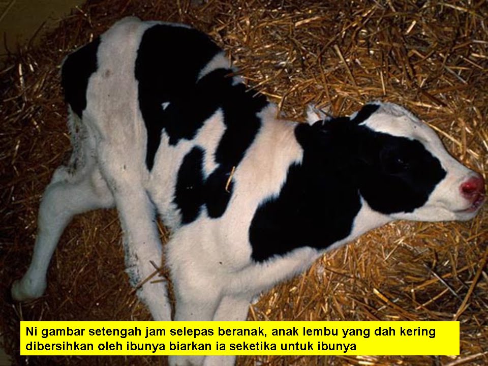 bukan doktor veterinar: Kelahiran Anak Lembu..
