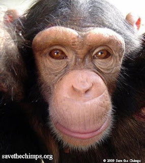Make a Chimp Smile! Supporting Great Apes!