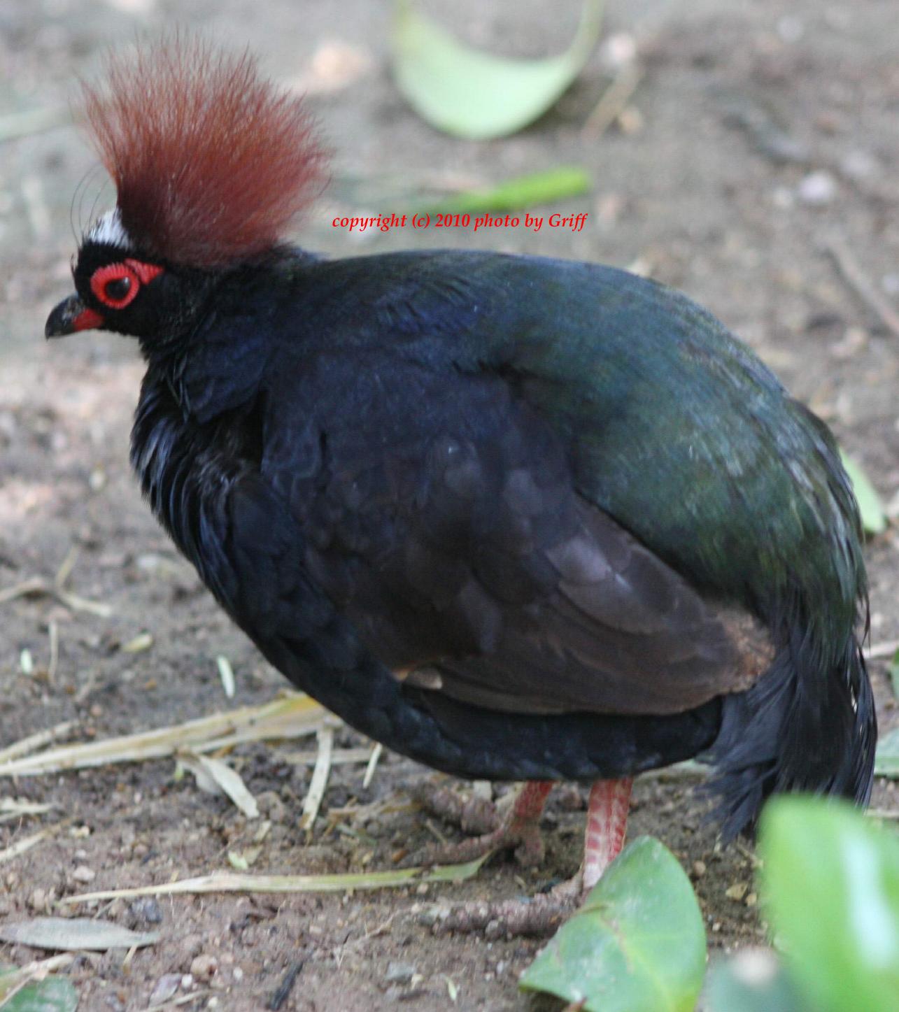 Griff's Bird Photos: Crested Wood Partridge