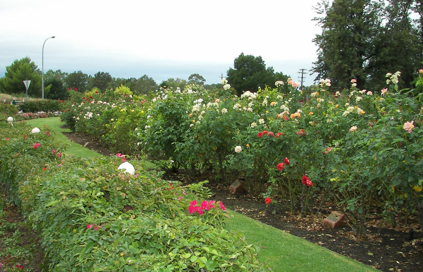Tok Tok place: Cowra Memorial Rose Garden