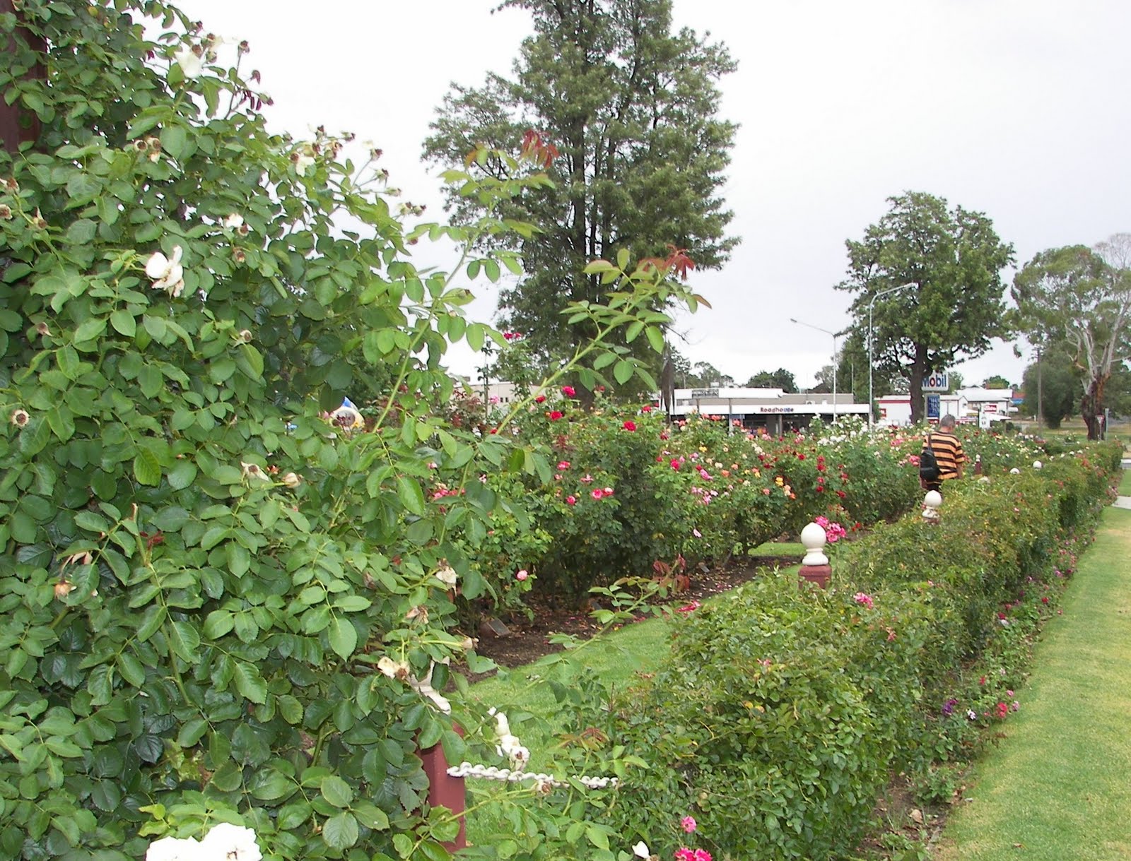 Tok Tok place: Cowra Memorial Rose Garden