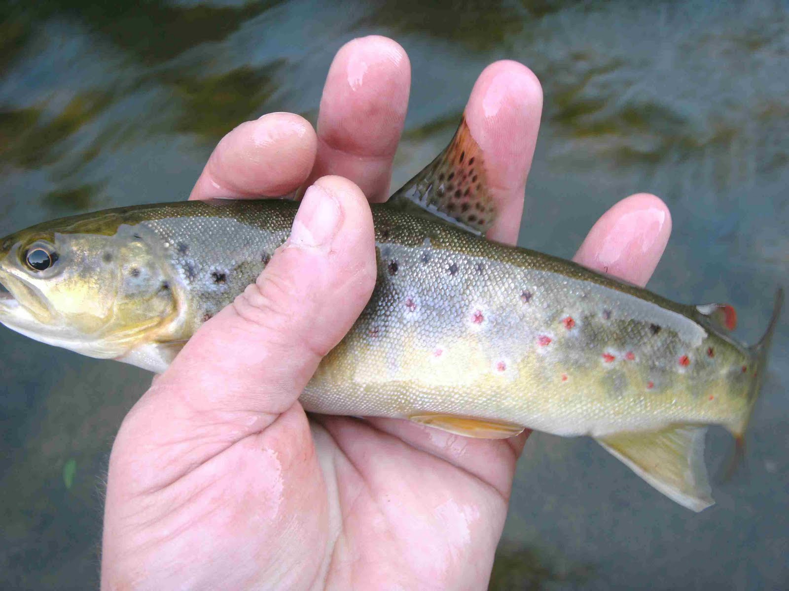 Becks and Brown Trout, Bamboo too: August 2010