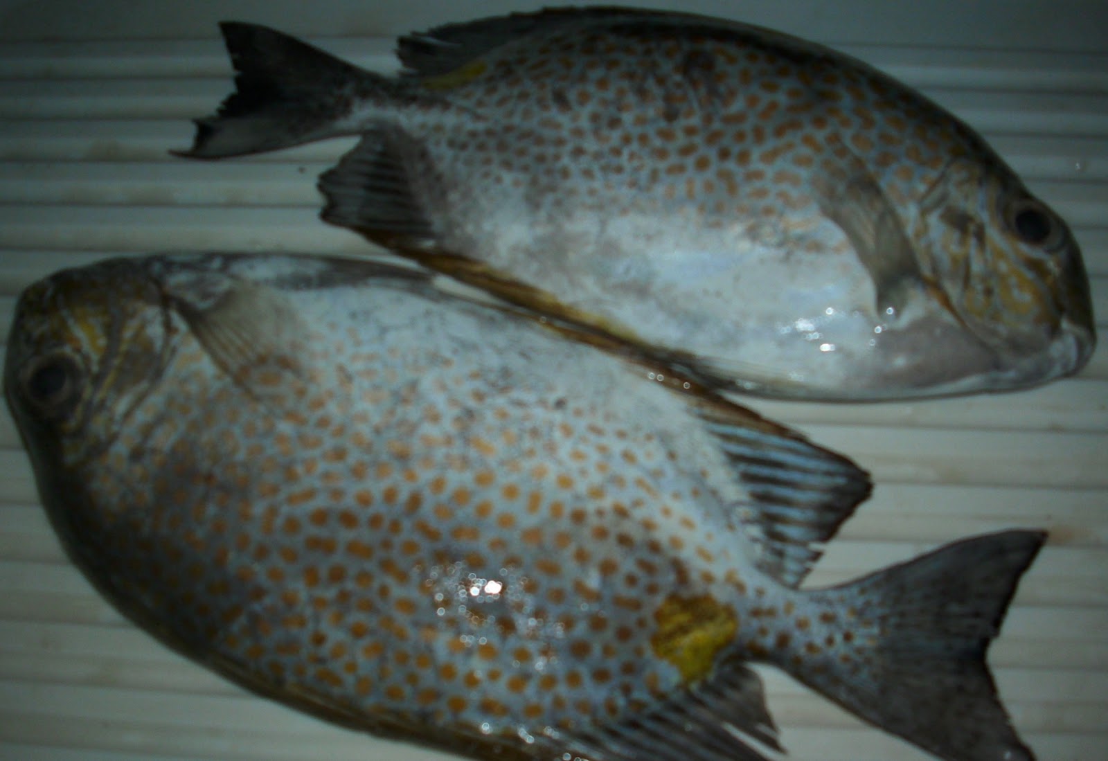 AMIE'S LITTLE KITCHEN: Ikan Belawis Masak Brengkes