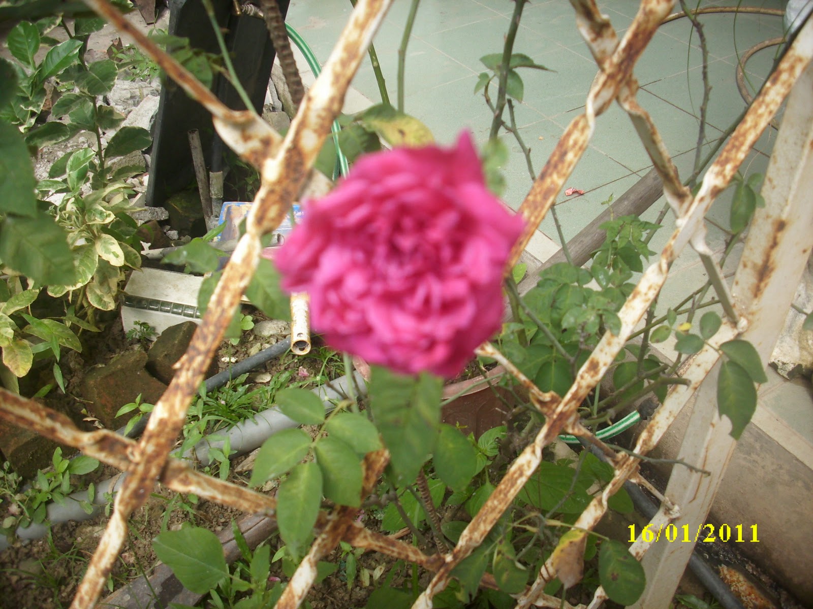 THE STORY OF AMIE'S LITTLE COTTAGE: Oh Bunga Ros