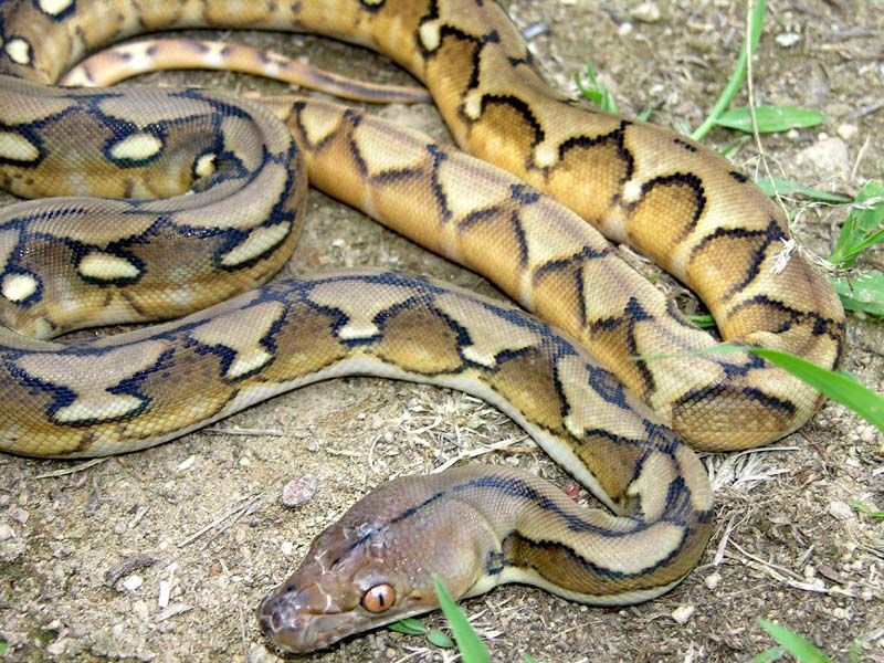 What do you think of Pythons?