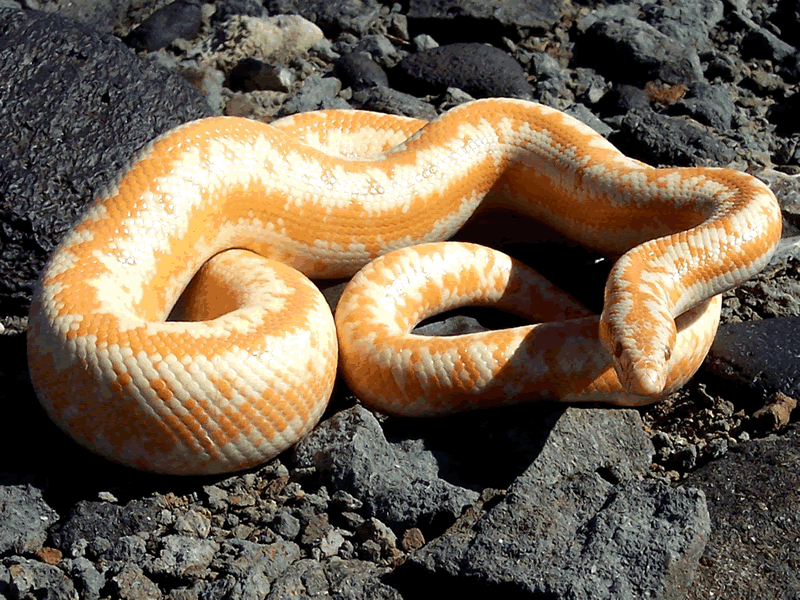 Animals world: rosy boa snake pics & wallpapers