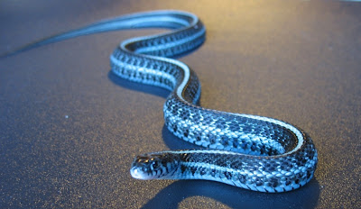 Dangerous snakes: blue snakes