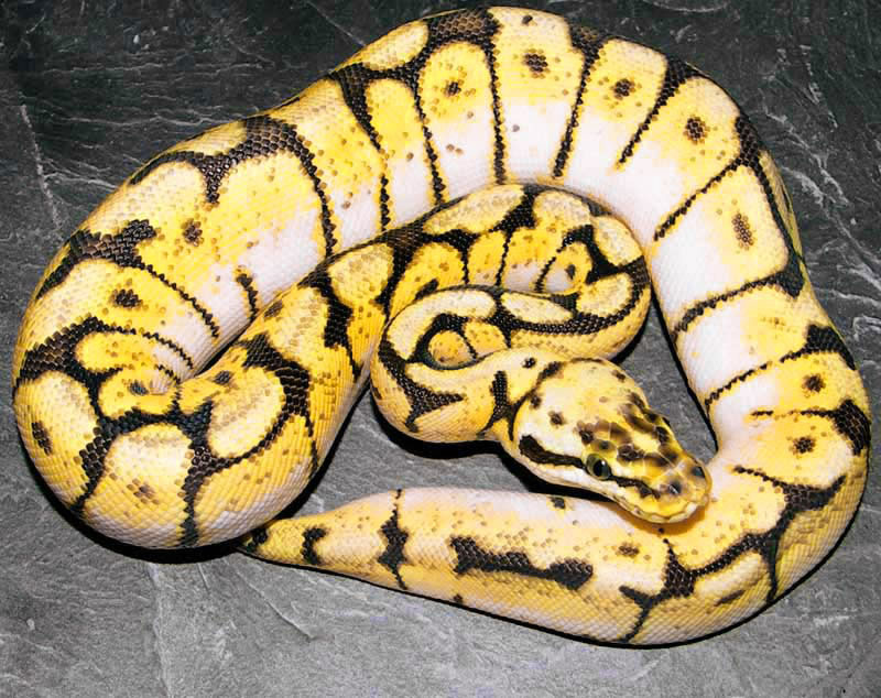 Bumblebee Ball Python | Pets | Pinterest