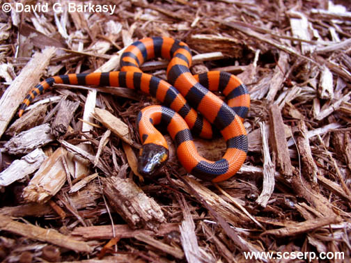 Serpientes fascinantes | Página 3 | Fauna Exótica