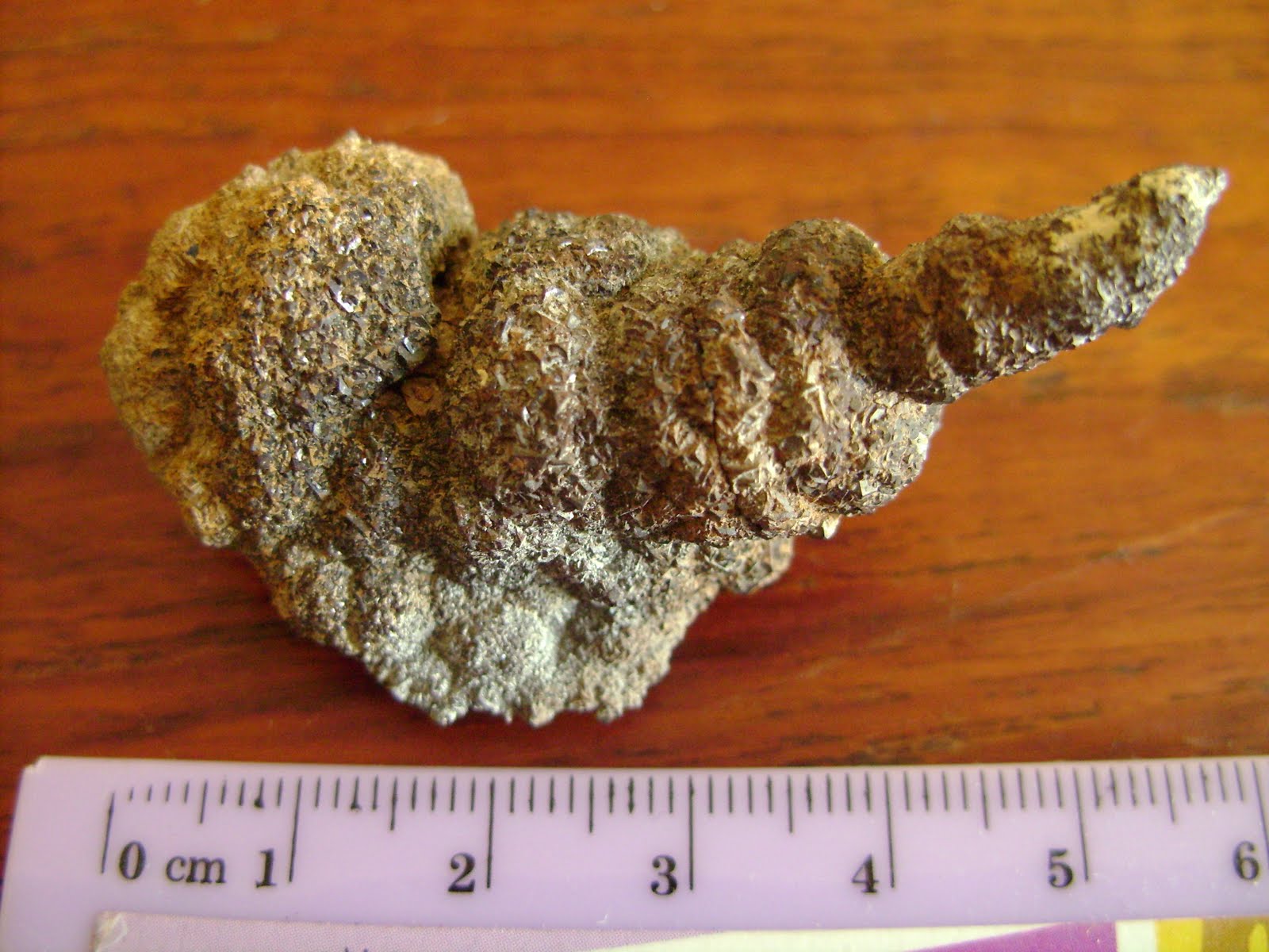 Fossiles de Lorraine et alentours: Coprolithe