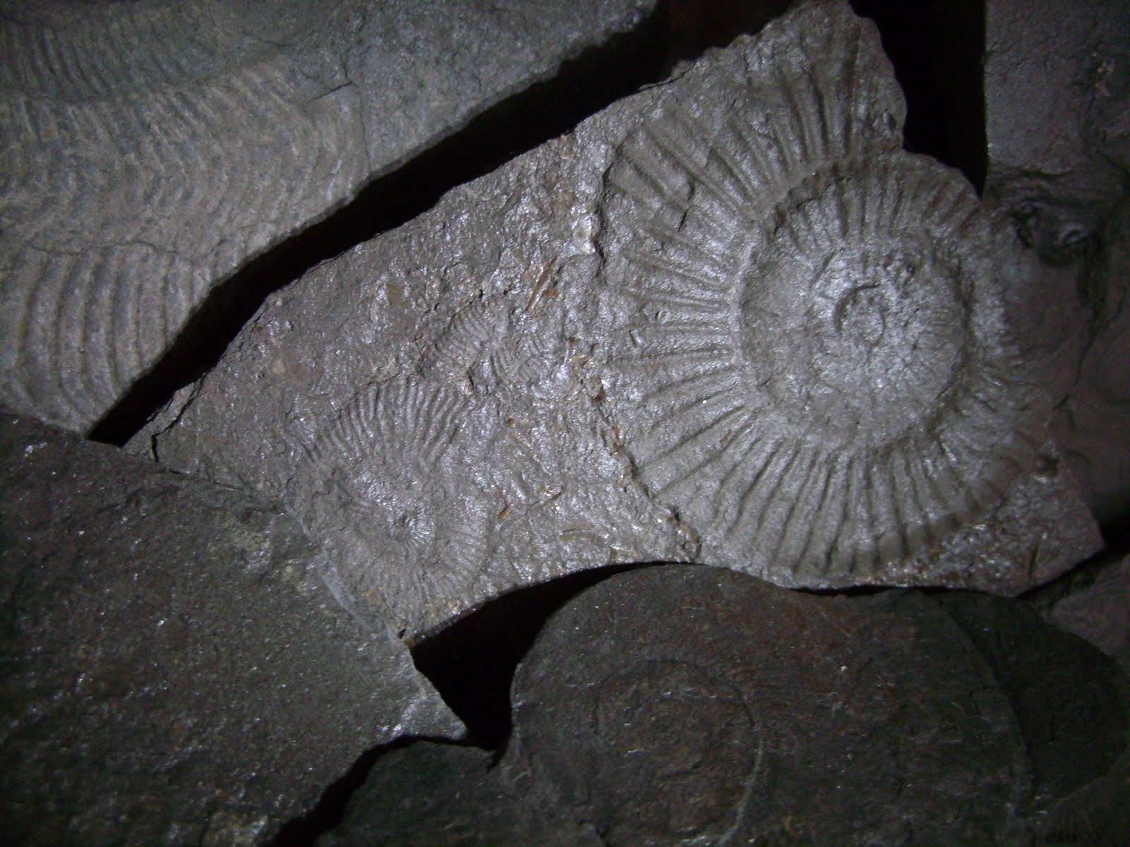 Fossiles de Lorraine et alentours: Les Ammonites
