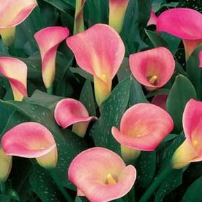 Sự Tích và Ý Nghĩa của Hoa Calla ( Thủy Vu hay Rum) | Banmaihong's Blog