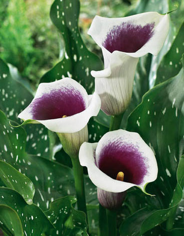 Sự Tích và Ý Nghĩa của Hoa Calla ( Thủy Vu hay Rum) | Banmaihong's Blog