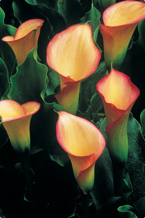 YÊN THỦY SƠN TRANG: HÌNH ẢNH HOA CALLA