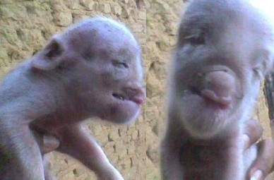 Educadora am: Porco nasce com cara de gente em Picos-PI