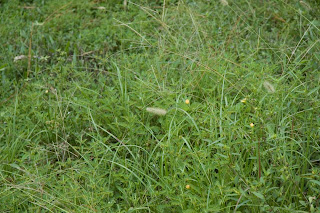 GOODNESS!GRACIOUS ACRES: photosensitive plants, animals and florida