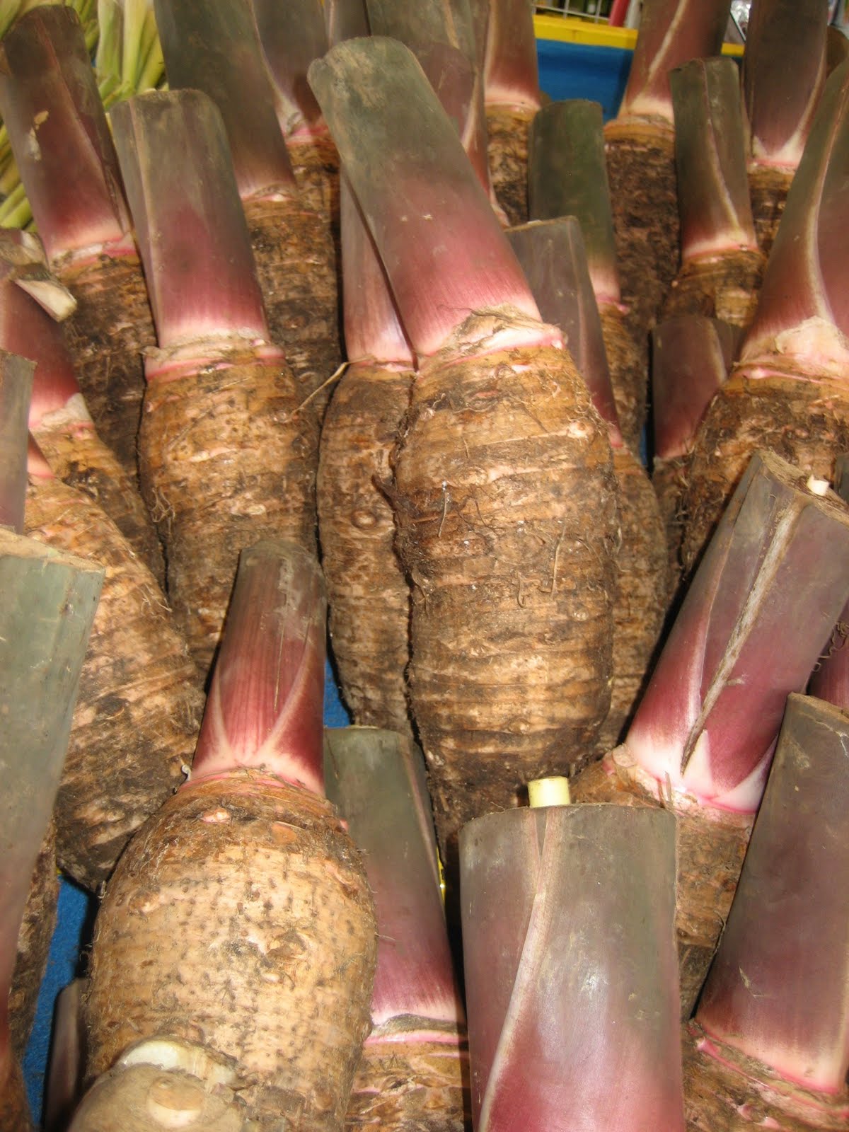 Anim Agro Technology: Tanaman Keladi