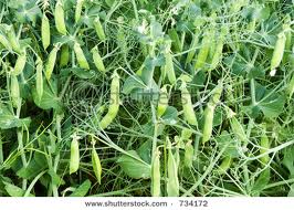 Anim Agro Technology: KACANG KUDA