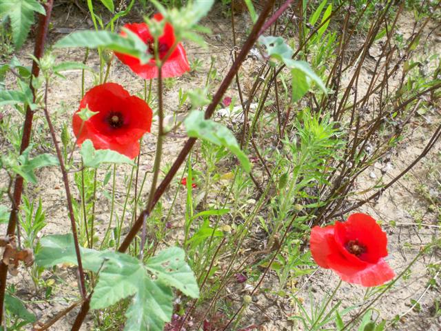 papavero di campo: Papaveri etruschi. Anche viola!