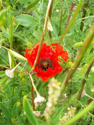 papavero di campo: Papaveri etruschi. Anche viola!
