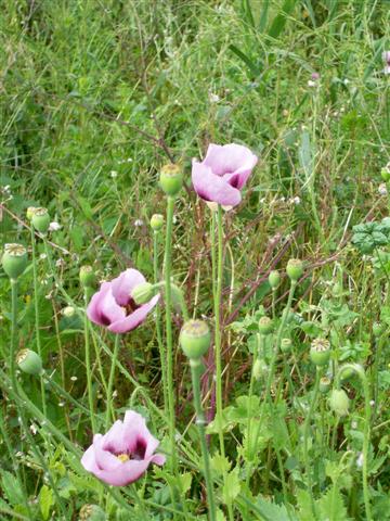 papavero di campo: Papaveri etruschi. Anche viola!