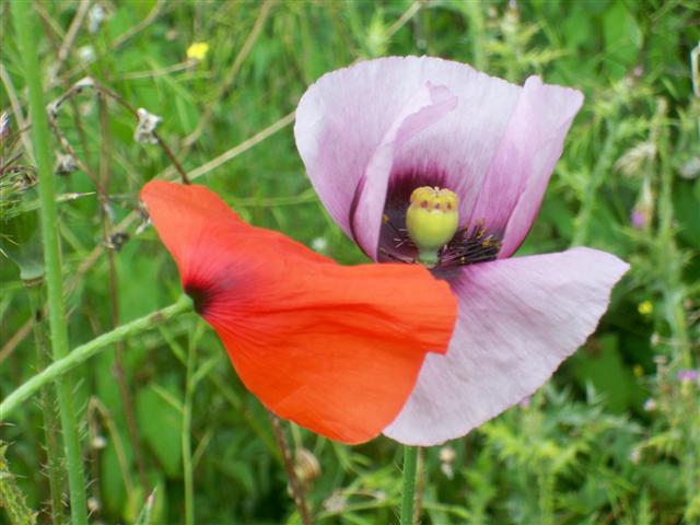 papavero di campo: Papaveri etruschi. Anche viola!