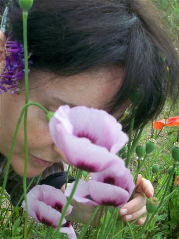 papavero di campo: Papaveri etruschi. Anche viola!