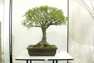 Bonsai argento: Matsuri 2009
