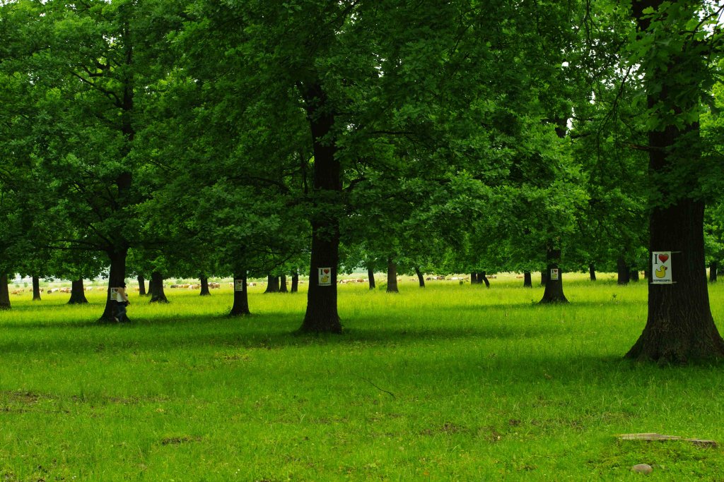 Photo Blog: O poveste cu si despre stejari