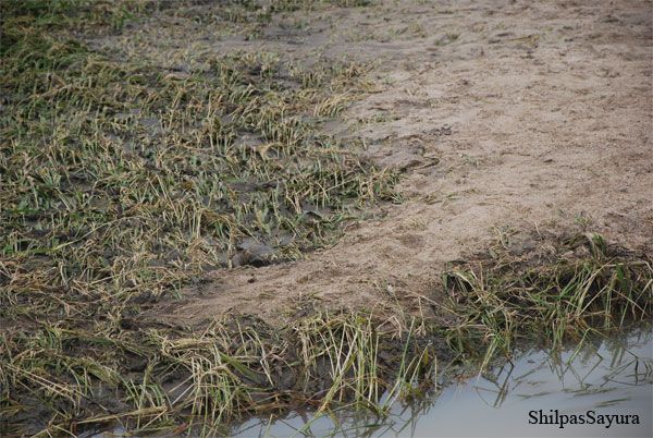 Children in the floods of Sri Lanka: At least 35 pct of rice crop ...