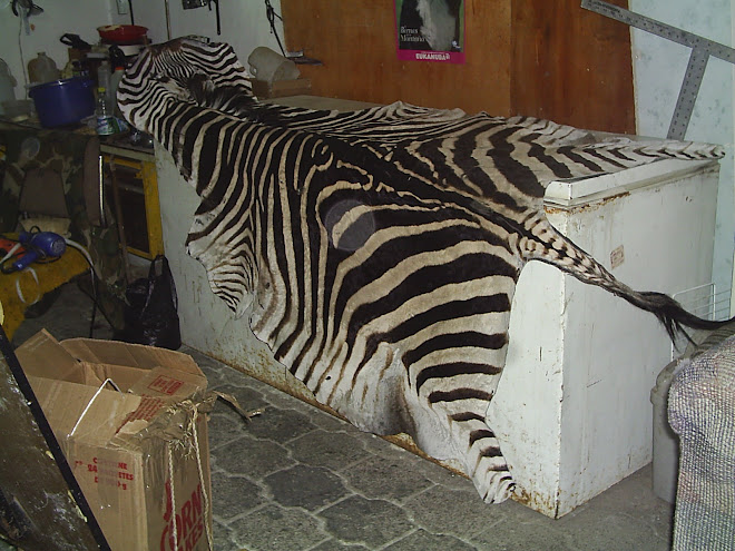 El Arte De Disecar Animales