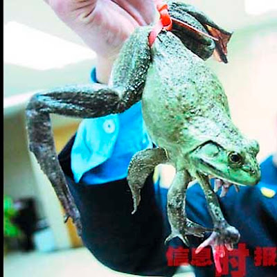 Weird-Freaky Pictures: Jan 26, 2007 » You can find amazing picture here ...