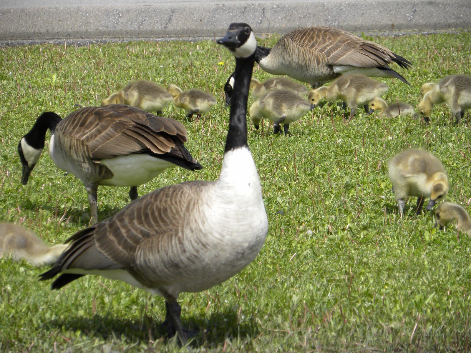 My Secrets for Happiness: American Canada Geese?